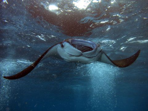 Manta Point - Total Bali Activities